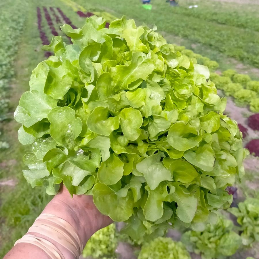 Lettuce Oak Leaf Green – Untamed Earth Organic Farm