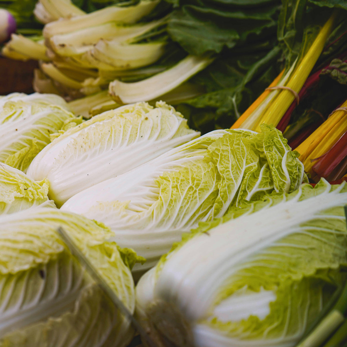 Cabbage Wong Bok/Napa (Chinese Cabbage) – Untamed Earth Organic Farm