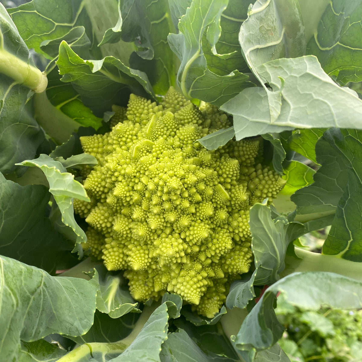 Cauliflower Romanesco – Untamed Earth Organic Farm